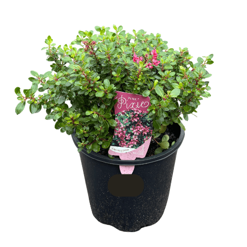 Escallonia Pink Pixie 20cm – Gardenworld