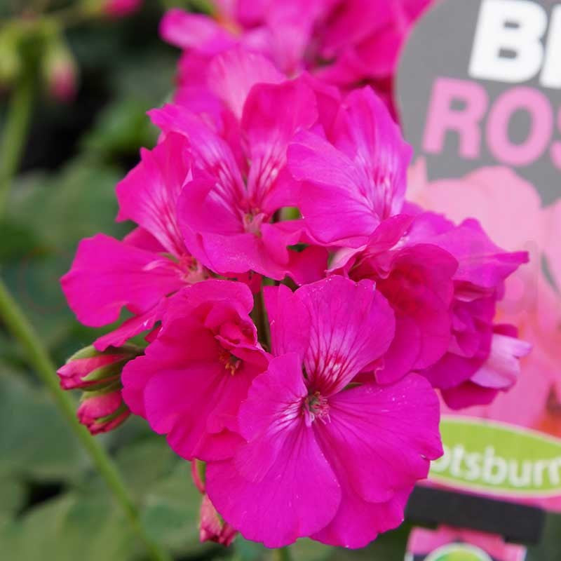 Geranium Big Rose 20cm – Gardenworld