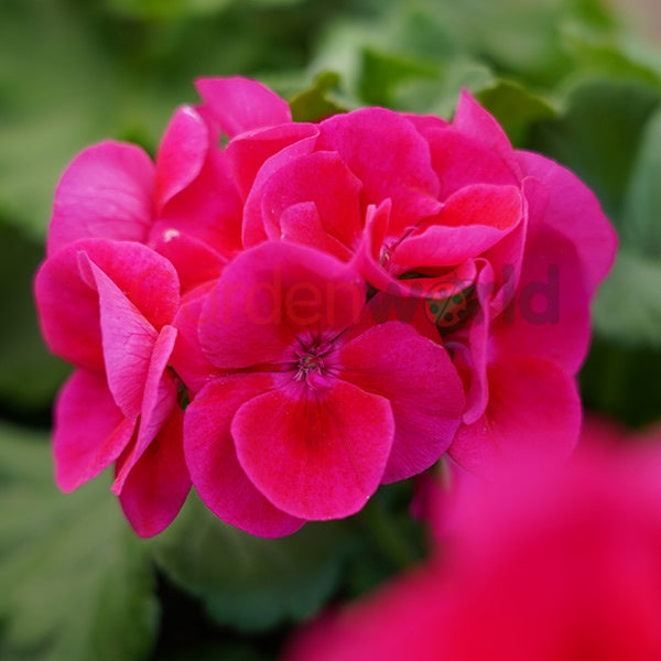 Geranium Big Splash 20cm – Gardenworld
