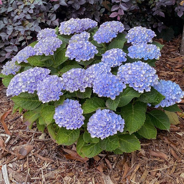 Hydrangea 'Magical Revolution Blue' 20cm – Gardenworld