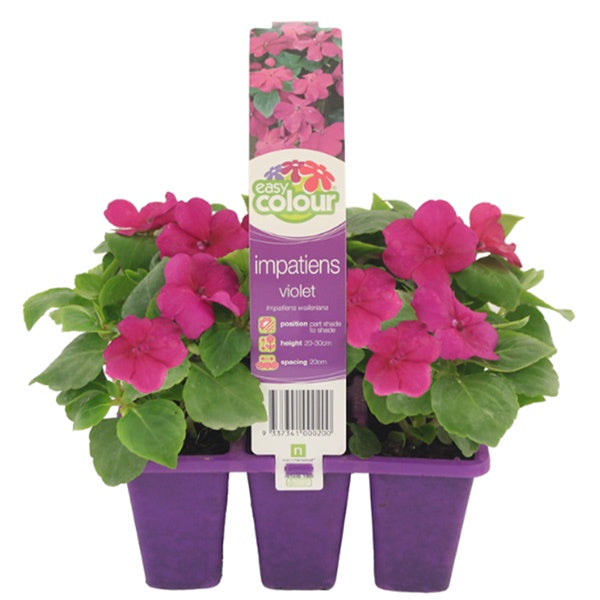 Impatiens Violet – Gardenworld