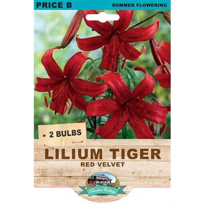 Lilium Tiger Red Velvet - 2 Bulbs – Gardenworld