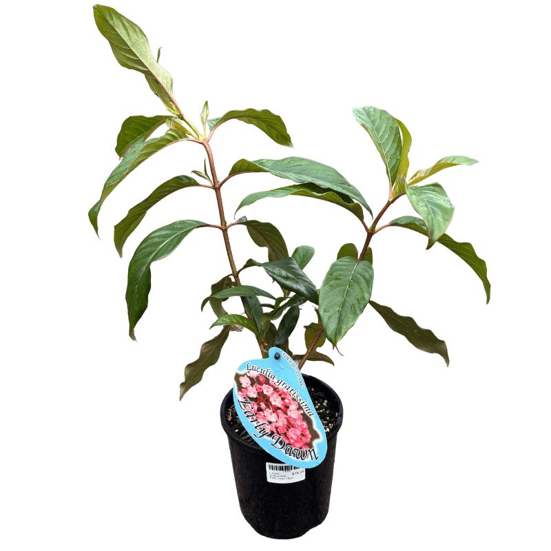 Luculia gratissima 'Early Dawn' 14cm – Gardenworld
