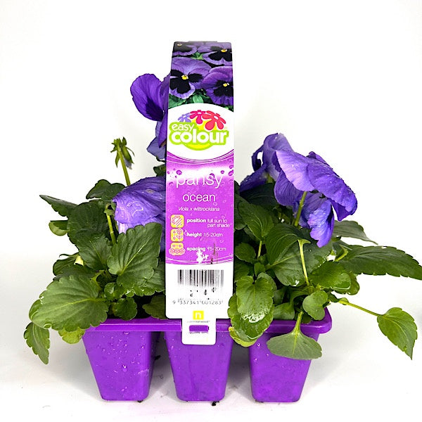 Pansy Ocean – Gardenworld