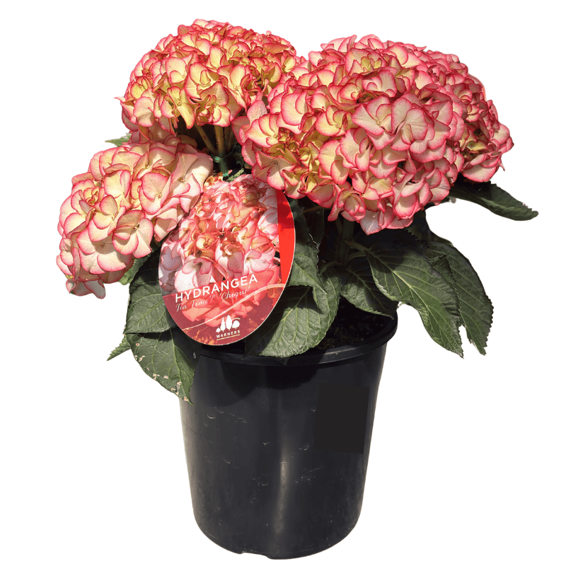Hydrangea Tea Time Chique 20cm – Gardenworld