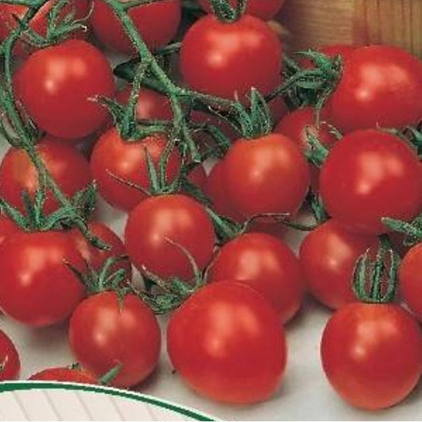 Tomato Sweetbite 10cm – Gardenworld