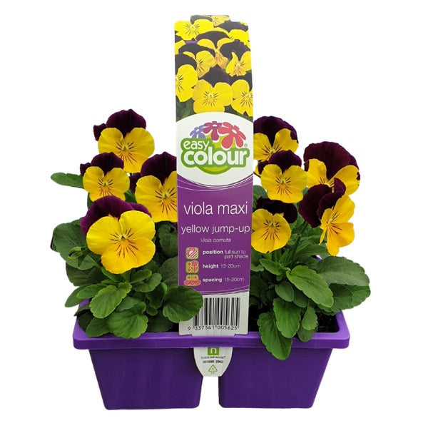 Viola Maxi Yellow Jump Up – Gardenworld